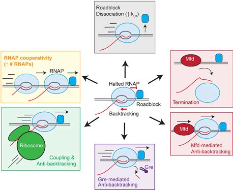 Figure 2 From Transcription Of Bacterial Chromatin Semantic Scholar