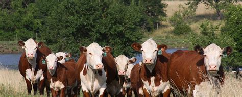 Beef Quality Assurance