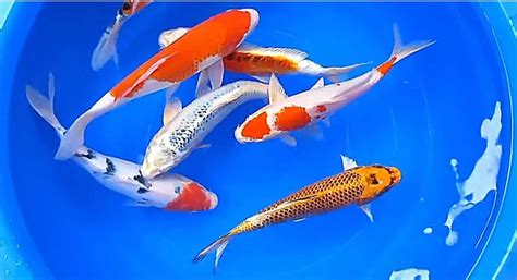 ปลาคาร์ฟชุด Ennxo