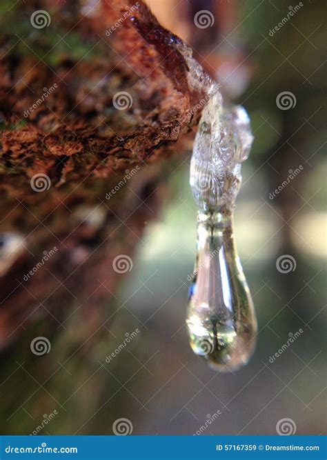 Tree Sap Stock Image Image Of Garden Flower Close 57167359