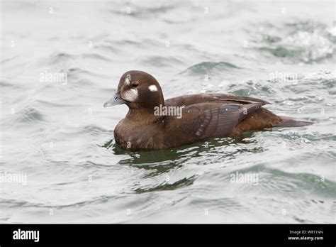 Harlequin Duck Female Harlequin Duck British Waterfowl Association