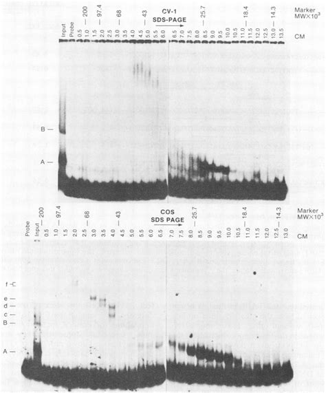 Dna Fragment Retention Analysis Of Cv 1 And Cos Nuclear Extracts