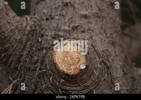Tree Sap Coming Out Of Cut Branches Of A Pine Tree Concept Of Environment And Trees Stock Photo
