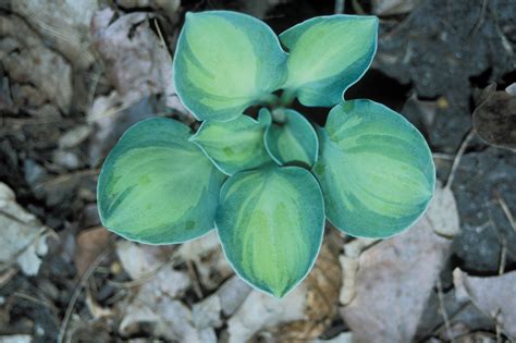 Cat and Mouse Hosta – Hostas-Store