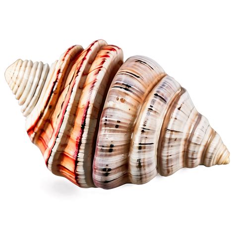 [200 ] Conch Shell Png Images Page 3