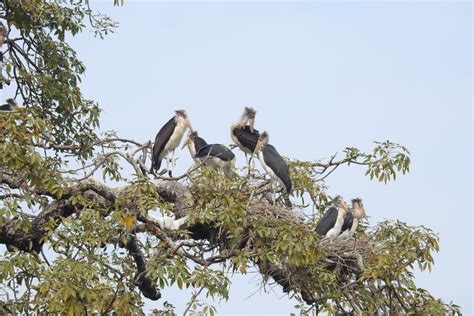 Bird Diversity Drops In Human Dominated Habitats Nepal Study Suggests