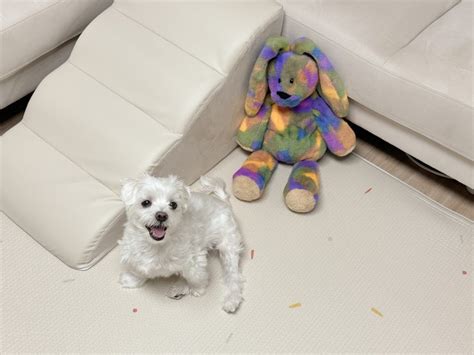 층간 소음 매트 시공 고려화학매트 친환경 강아지나 아기매트로 활용해요 네이버 블로그