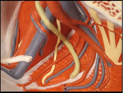 Female Hemipelvis Medial Deep Closeup View Diagram Quizlet