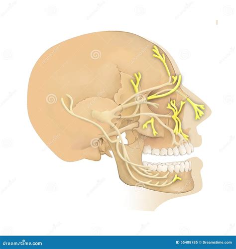 Trigeminal Neuralgia Neuroscience Cartoon Vector 74976931