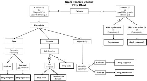 Bacteria Identification Flow Chart