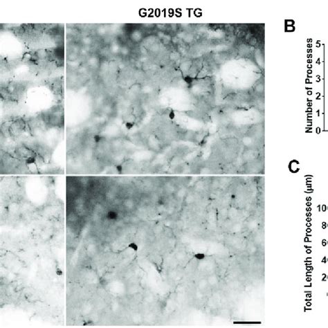 Ultrastructural Analyses Of Mitochondria In Microglia In The Striatum Download Scientific