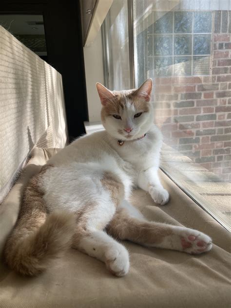 plethora r tripodcats