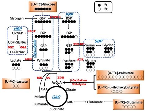 Flux Scheme Of ¹³c Labeled Substrate Utilization In Cmpc1