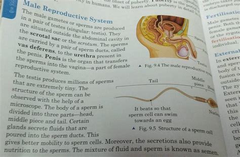 Male Reproductive System The Male Gametes Or Sperms Are Produced In A Pai