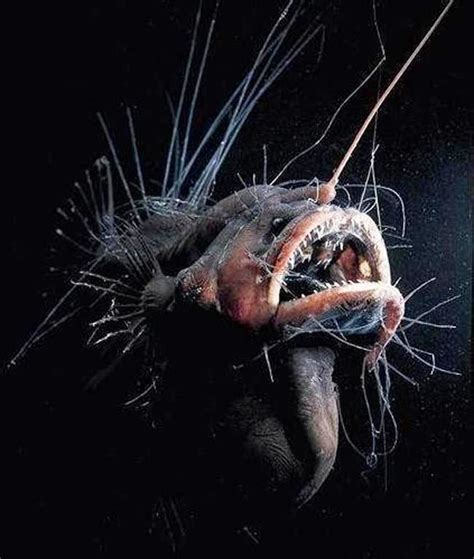 At Nearly 7 Miles Depth The Mariana Trench Has Some Of The Scariest
