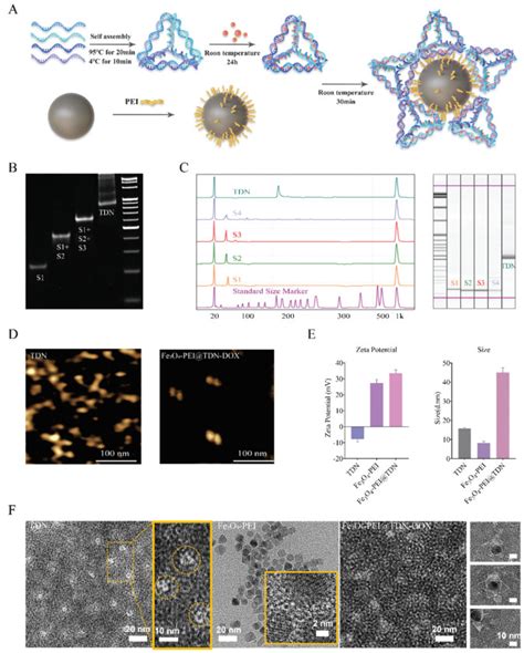 Tetrahedron Dna Nanostructureiron Based Nanomaterials For Combined