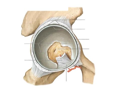 Schaubild „labrum Acetabulare“ Quizlet