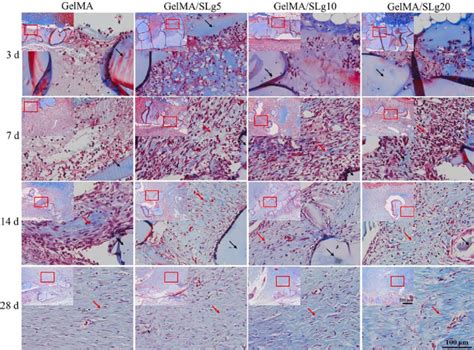 Masson Stained 3d Printed Scaffolds Implanted For Rat Dermis Download Scientific Diagram