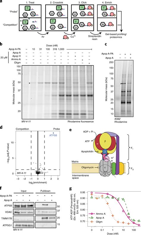 Identification Of F Subcomplex Of ATP Synthase As The Target Of Download Scientific Diagram