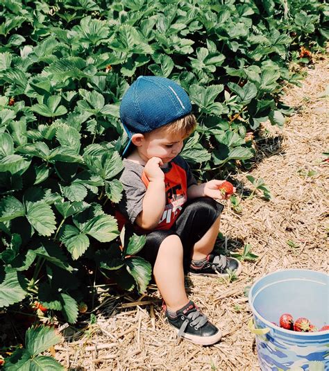 Pallman Farms It Wouldnt Be Strawberry Season Without