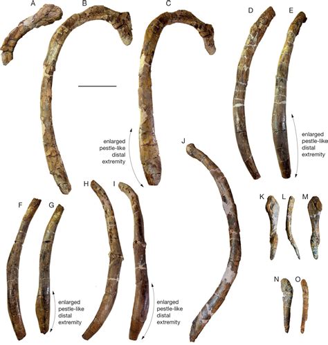 Mystacodon Selenensis The Earliest Known Toothed Mysticete Cetacea Mammalia From The Late