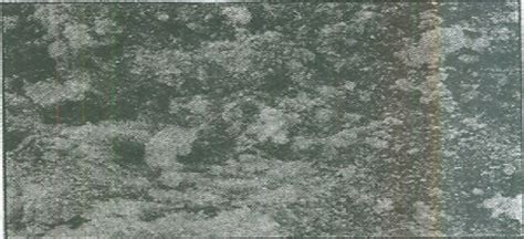 Electron Micrographs Of Unmodified Mortar Download Scientific Diagram
