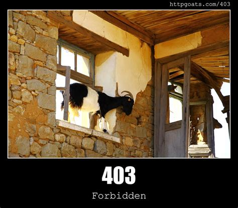 403 Forbidden Status Code And Cats