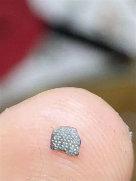 Discover More Like Fossilporn Tiny Chunk Of Bryozoan And Related Content Scrolller