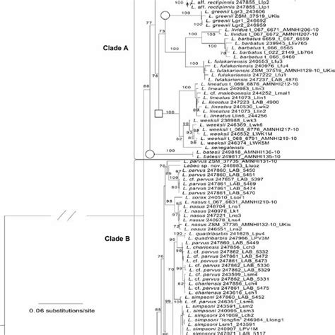 Phylogenetic Tree Of The Concatenated Sequence Dataset Control Region