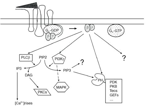 A Scheme Of Signalling Events Initiated By Activation Of A