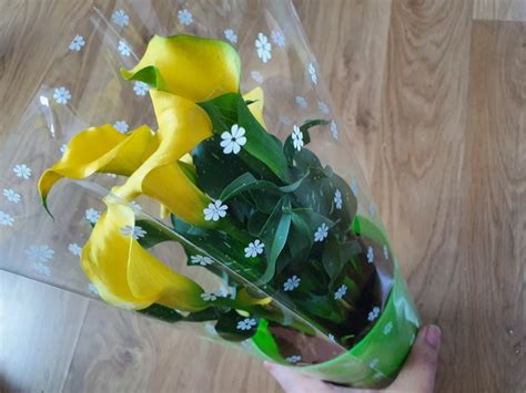 카라꽃 키우기 구근심기 물주기 카라꽃말 네이버 블로그