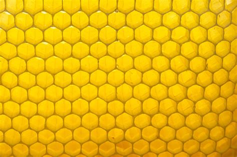 풀 프레임 뷰에 꿀로 채워진 벌집에서 왁스 벌집 섹션의 배경 질감과 패턴 0명에 대한 스톡 사진 및 기타 이미지 0명 개념 개념과 주제 Istock