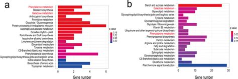 Kegg Pathway Enrichment Analysis Of Degs In Rna Seq A Analysis At 5