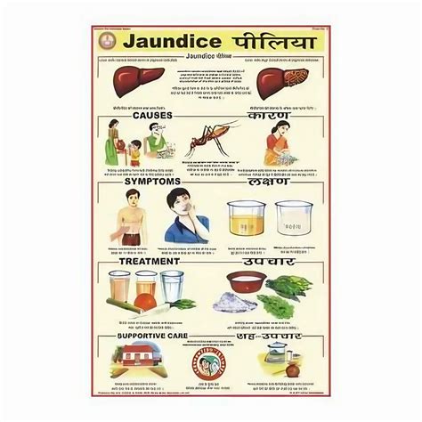Jaundice Charts At Best Price In Pune By Bep Edu World Id 3874090033