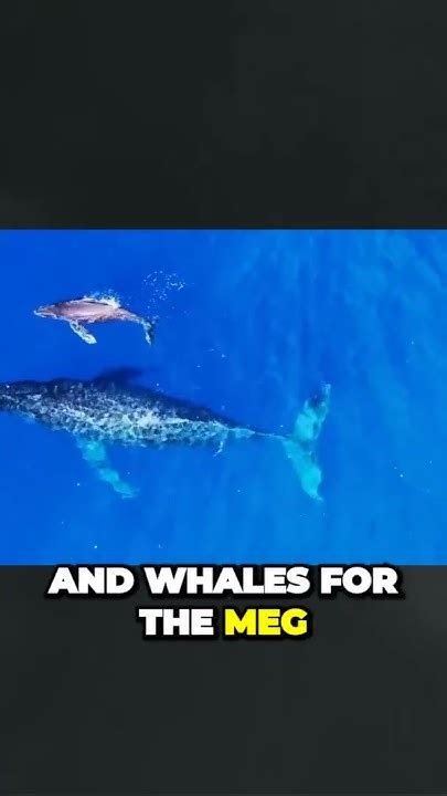Uncovering The Truth About Megalodons Extinction You Wont Believe