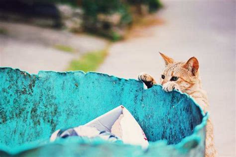 Can Cats Have Too Much Catnip 14 Positive And Negative Effects And Tips