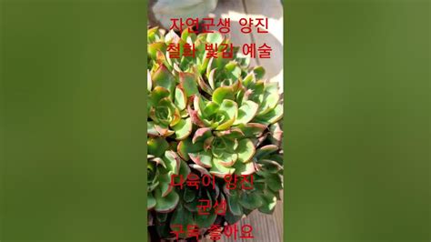 양진 철화 대품 군생시흥 방우리 다육010 3025 4420 Youtube