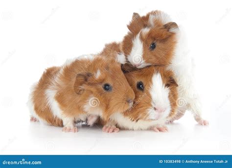 Conejillos De Indias Abisinios Porcellus Del Cavia Foto De Archivo