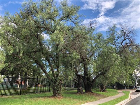 Camden Pepper Trees A Remnant Of The Past Camden History Notes