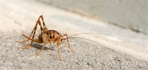 How To Catch A Camel Cricket At Josephine Parks Blog