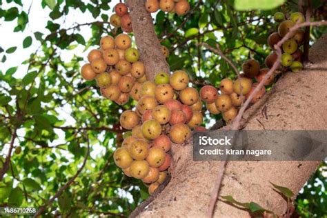 무화과 열매 무화과나무 열매 무화과 숲 열매 무화과 빨강 및 녹색 태국 과일 나무에 잘 익은 무화과 송이 0명에 대한 스톡 사진 및 기타 이미지 Istock