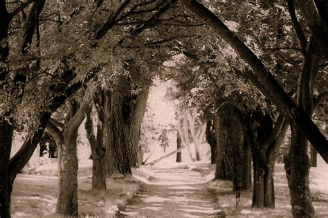 Tree Arch Nature Free Photo On Pixabay