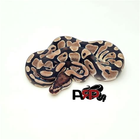Axanthic Clown Project Pair Arp