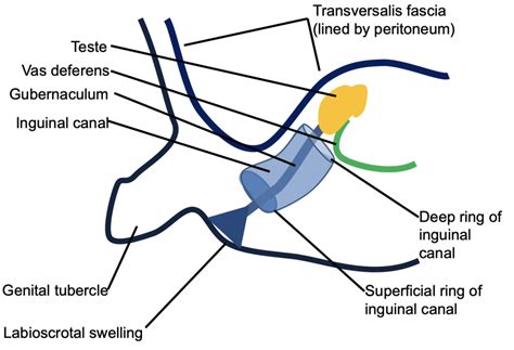 Diagram Of Male Sex Organs Quizlet
