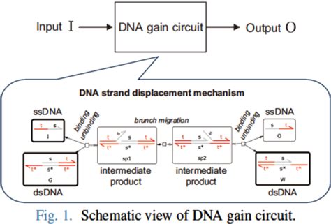 Figure 1 From Novel Design Of Dna Constant Signal Generator Towards An Experimental Feasibility