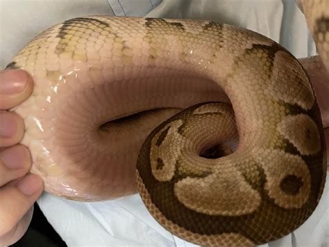 My Ball Python Belly Turn Red This Evening Planning To Visit Vet