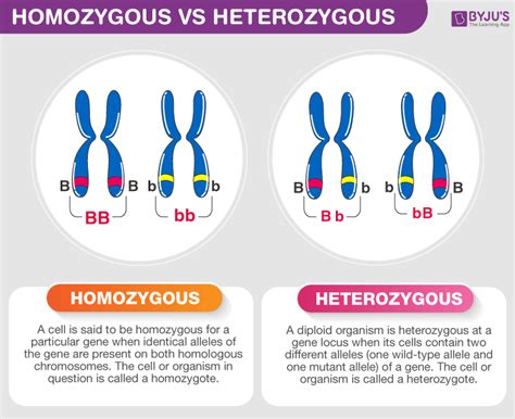 Difference Between Homozygous And Heterozygous