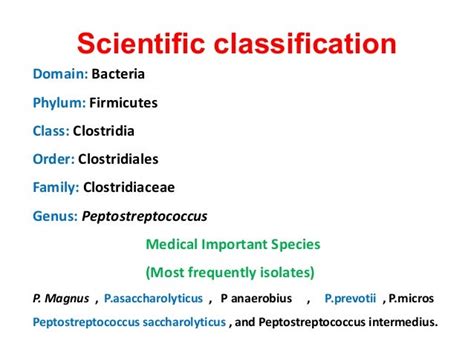 Peptostreptococcus