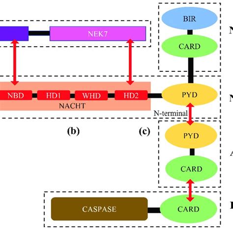 structure of nucleotide binding and oligomerization nod domain like
