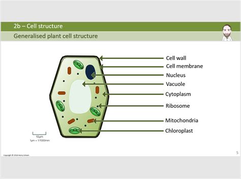 2b Cell Structure